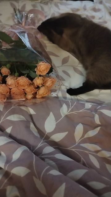 Кошечка Лилит