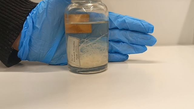 Зоологический музей ТГУ о вкладе А.М. Сибирякова в пополнение фондов музея