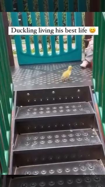 Маленький гусёнок проживает свою лучшую жизнь