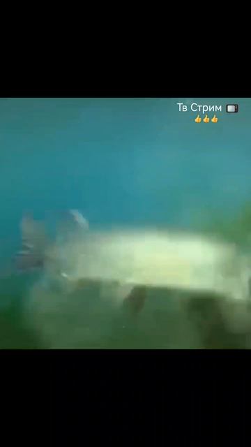 Тётя Щука 🐟 Хищница во всей красе.👍