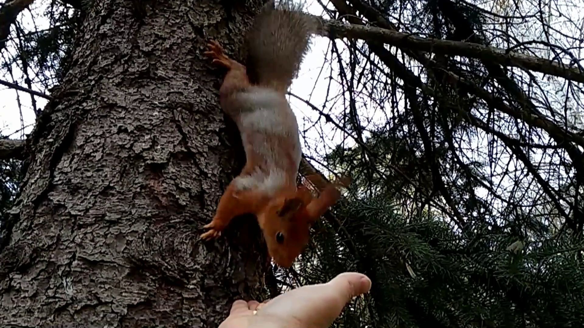 Ничего личного, инстинкт охотника.  Белка и Стрелка.