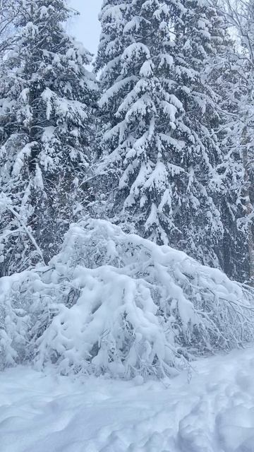 Зимний парк. Пушкин