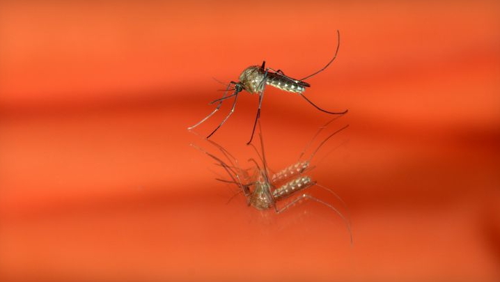 почему комары пищат