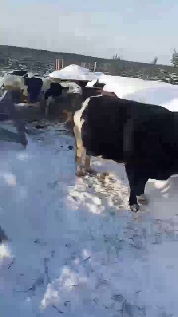 Давай, Настя, давай! 14.01.26 🤣🤣🤣