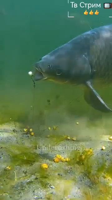 Как рыба клюёт 🐟 на приманку 🥩