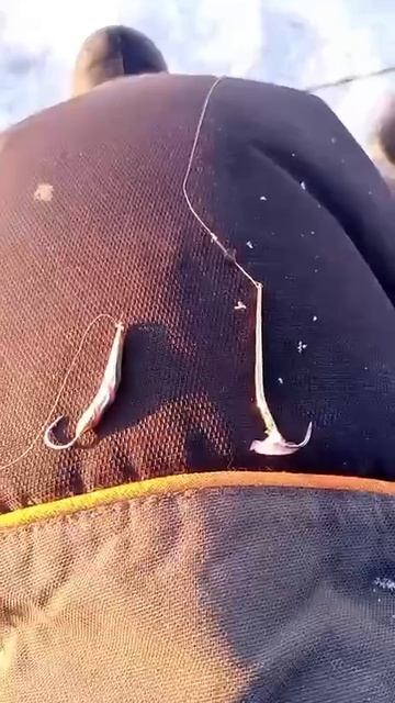 Смотрите, какая навага поймалась на «Охотник‑мормышку» от Mr. Musurok!