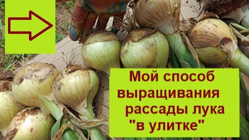 Как я готовлю почву для посадки однолетнего лука "в улитках"