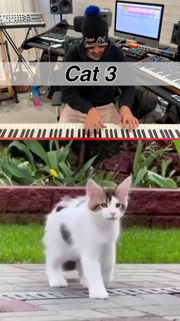 Кото музыка 4 😺