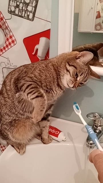 НЕ ЛЮБИТ РЕЗКИЕ ЗАПАХИ