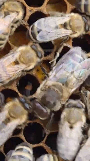 трутень хочет есть #трутень #пчеловодство#пасека #пчёлы #мёд #пчела #трутни #домик #деревня #природа