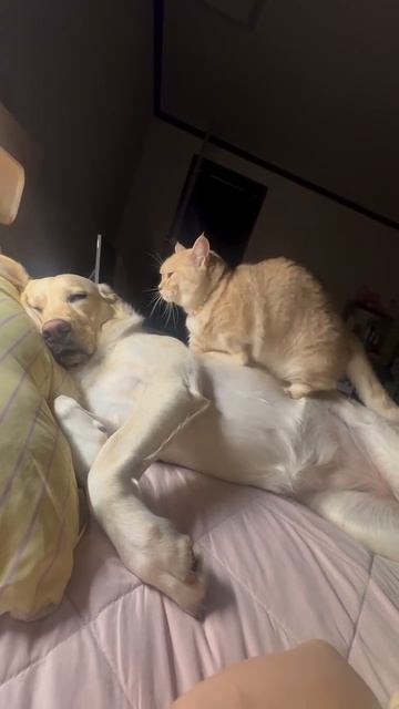 Утренний массажик