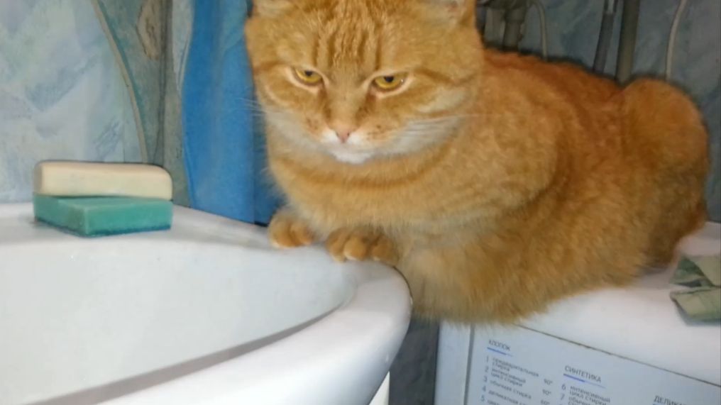 Рыжий кот и жажда