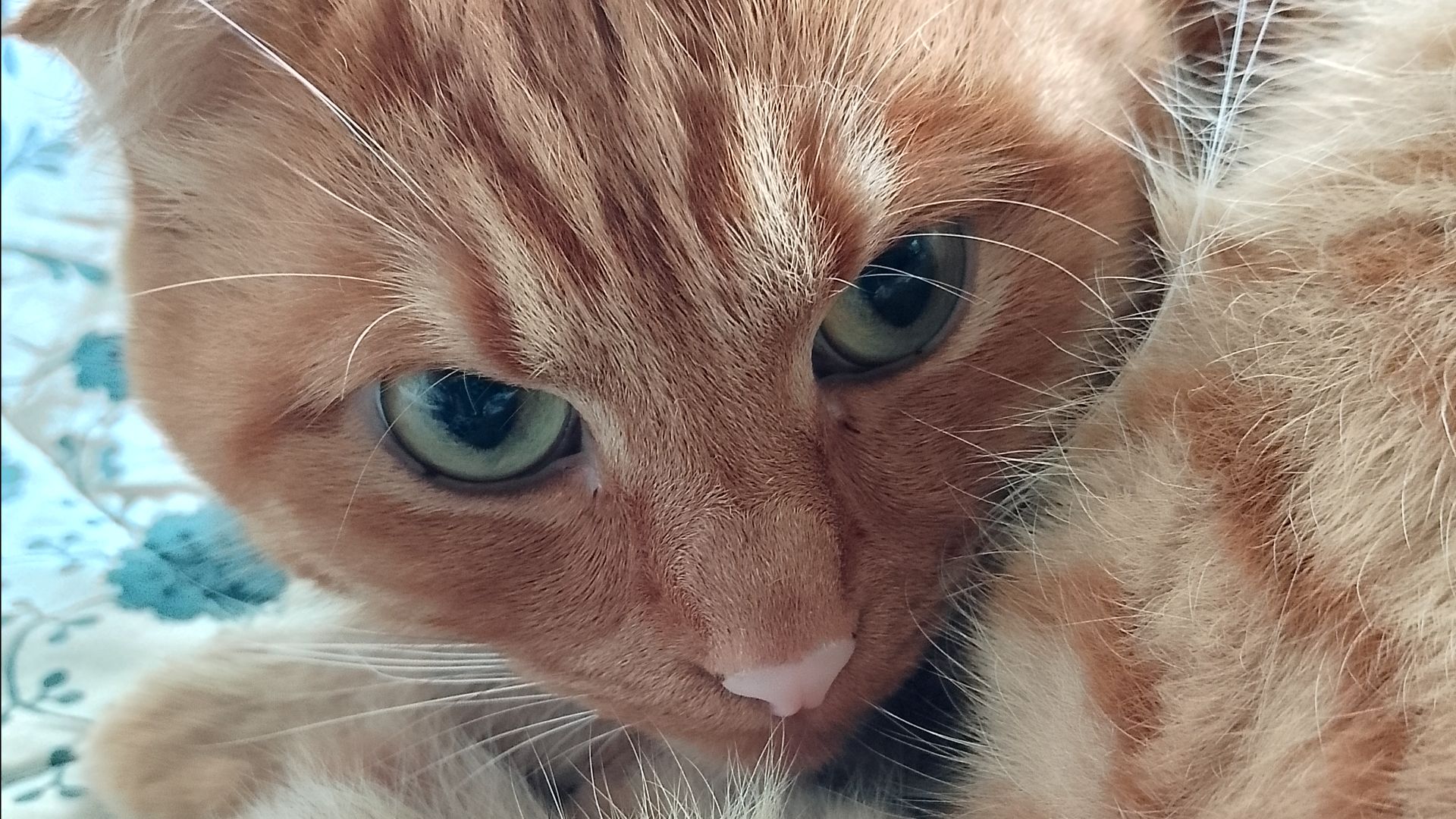 Играем в Плюшиков