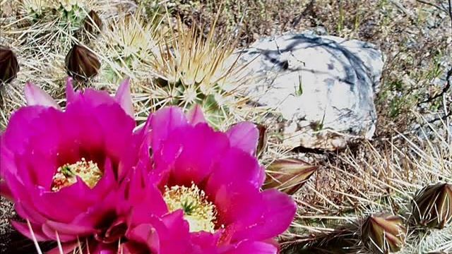 Ты - моя истина, Ты - моя радость (High)