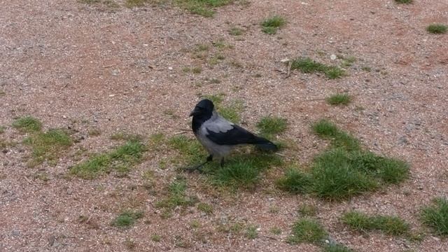 Смешная ворона