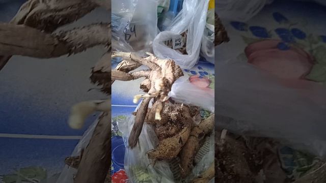 и снова о проблемных клубнях георгин