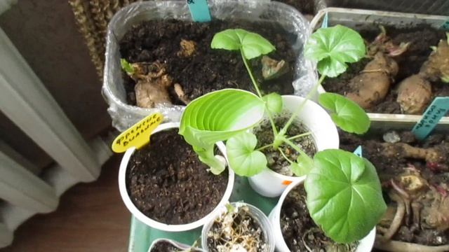 посадка георгин на проращивание