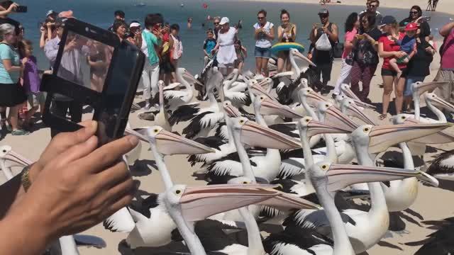 Шоу кормления пеликанов около рыбного супермаркета в Голд-Косте, Австралия. 黄金海岸的鹈鹕觅食