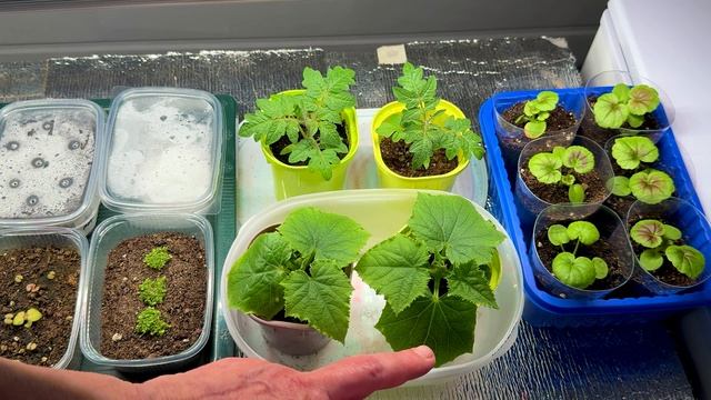 Без рекламы про рассаду.