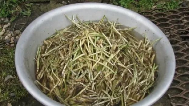 Как замариновать черемшу. Нежная и вкусная черемша на Вашем столе. #рецепты #черемша