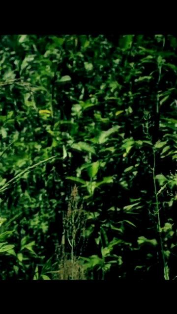 Сон капитана ( фильм ,, Секретный Остров ,, )(2025)