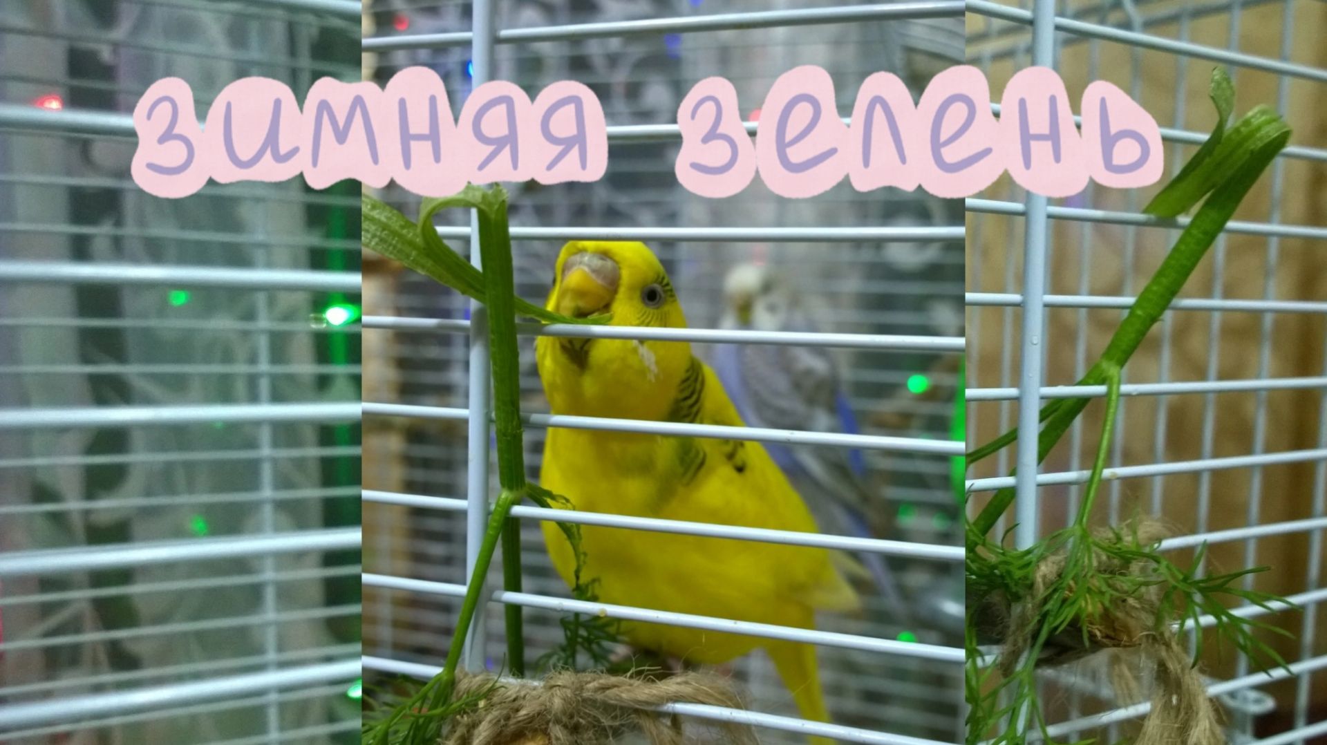 ЗИМНЯЯ ЗЕЛЕНЬ для моих волнистых попугайчиков.