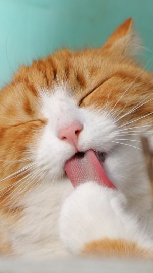 почему кошки не любят купаться 🐈❤🦭