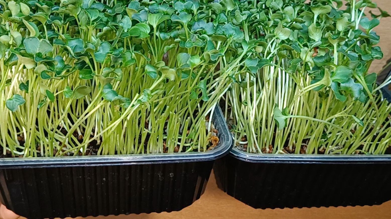 Сравнение видов субстрата для выращивания микрозелени - семян редиса