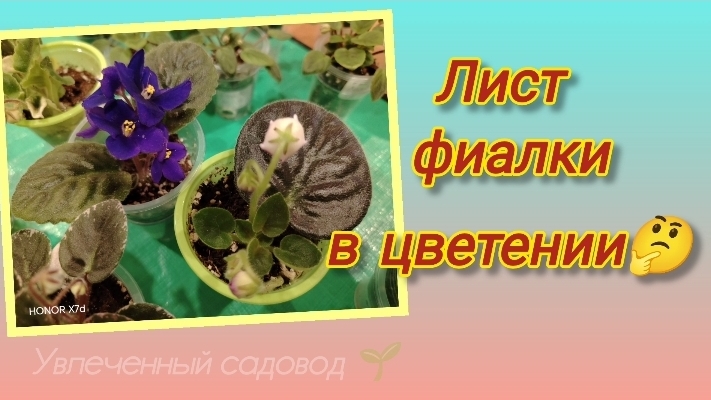 Лист фиалки зацвёл при укоренении. .mp4