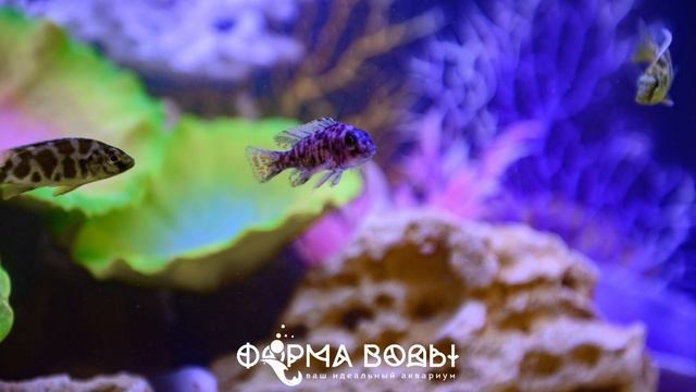 «Одиссея», Пресноводный аквариум 350 литров, оформление в стиле «Псевдоморе»