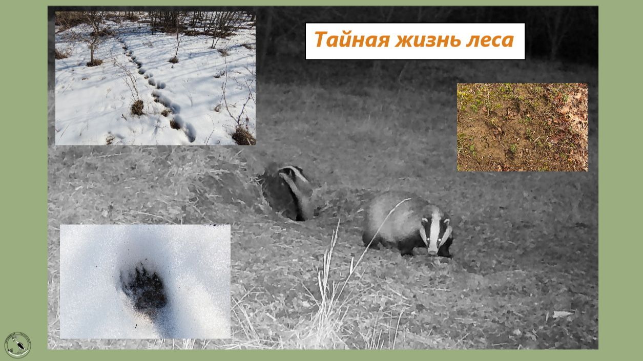 Семья барсуков сразу после выхода из норы. Следы барсука 07.03.25