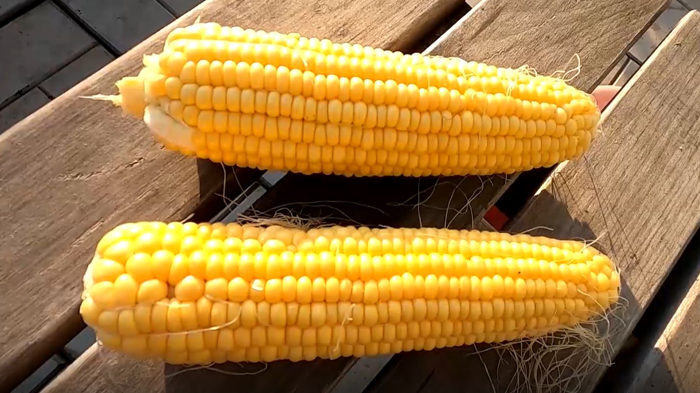 Выращивание кукурузы