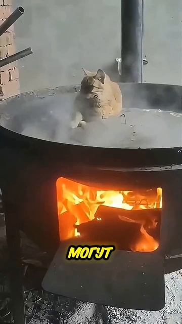 Кошки не горят? 🔥