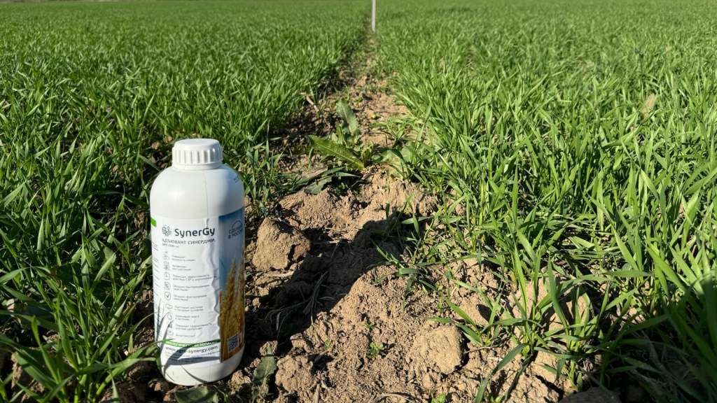 Один адъювант – комплексный результат – Синерджи