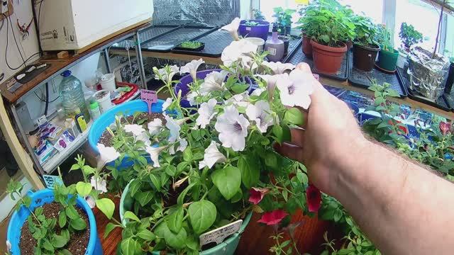 Сорта петуний которые  буду черенковать в январе