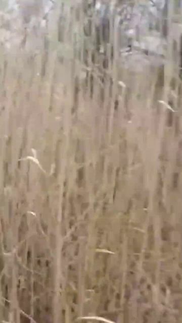 щуку вздуло.