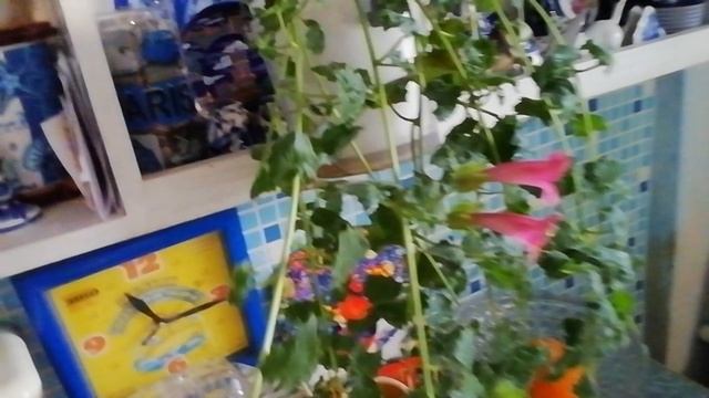 И снова делюсь с Вами красотой / Лофос