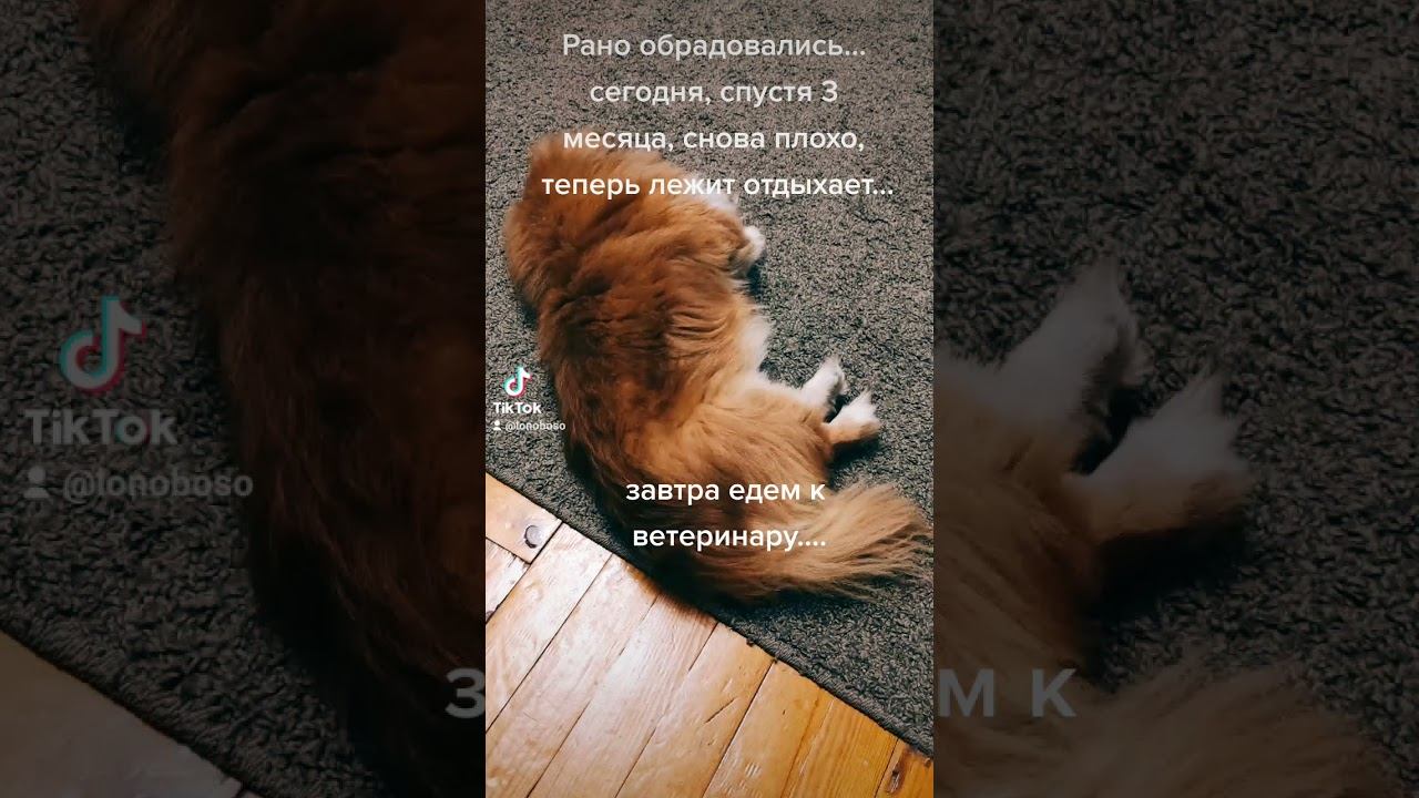 Оскар_плохо_животные_пекинес