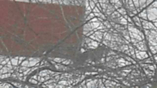 Кошка домашняя на вольном выгуле. Январь 2026.  DSCN7351