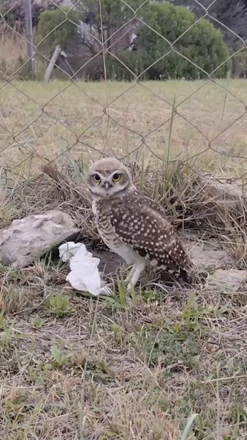 Совы не то, чем кажутся