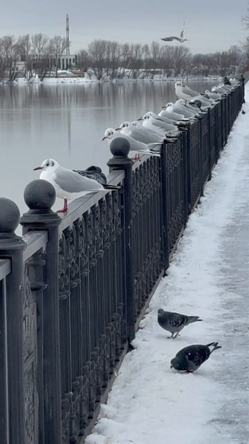 Зима 2026 в Краснодаре! #мамаотличника #зима2026