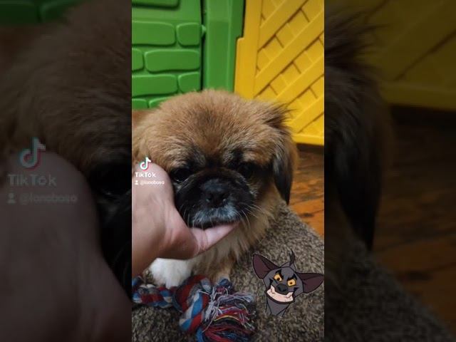 #смешныеживотные#Пекинес Оскар#