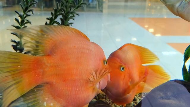 Аквариумные рыбки,это поистине релакс
