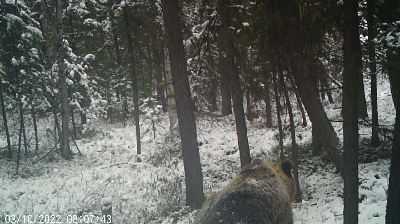 МЕДВЕДИ АТАКУЮТ ФОТОЛОВУШКУ. СОБАКА СНОВА ЛАЕТ БЕЛКУ. ЗАГОТОВКА КЕДРОВОГО ОРЕХА