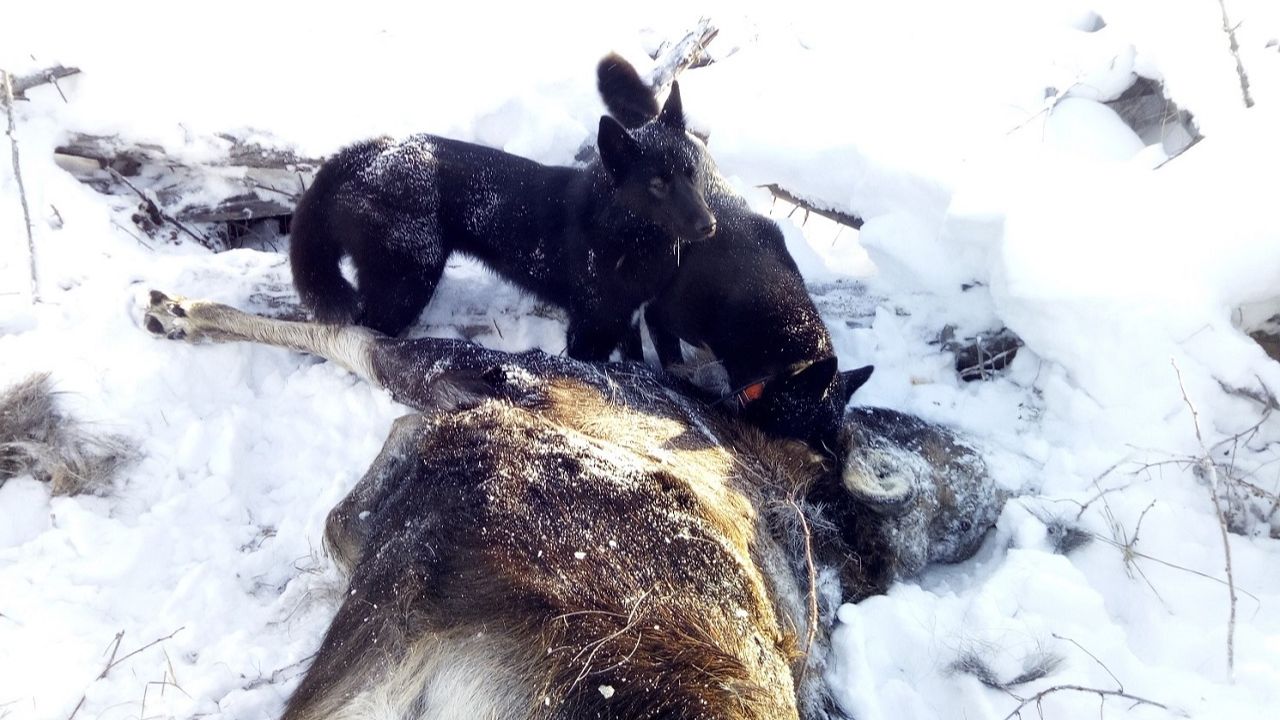 ОХОТА НА СОБОЛЯ, МЕДВЕДЯ И ЛОСЯ. Один охотник, два ружья, три восточносибирских лайки.