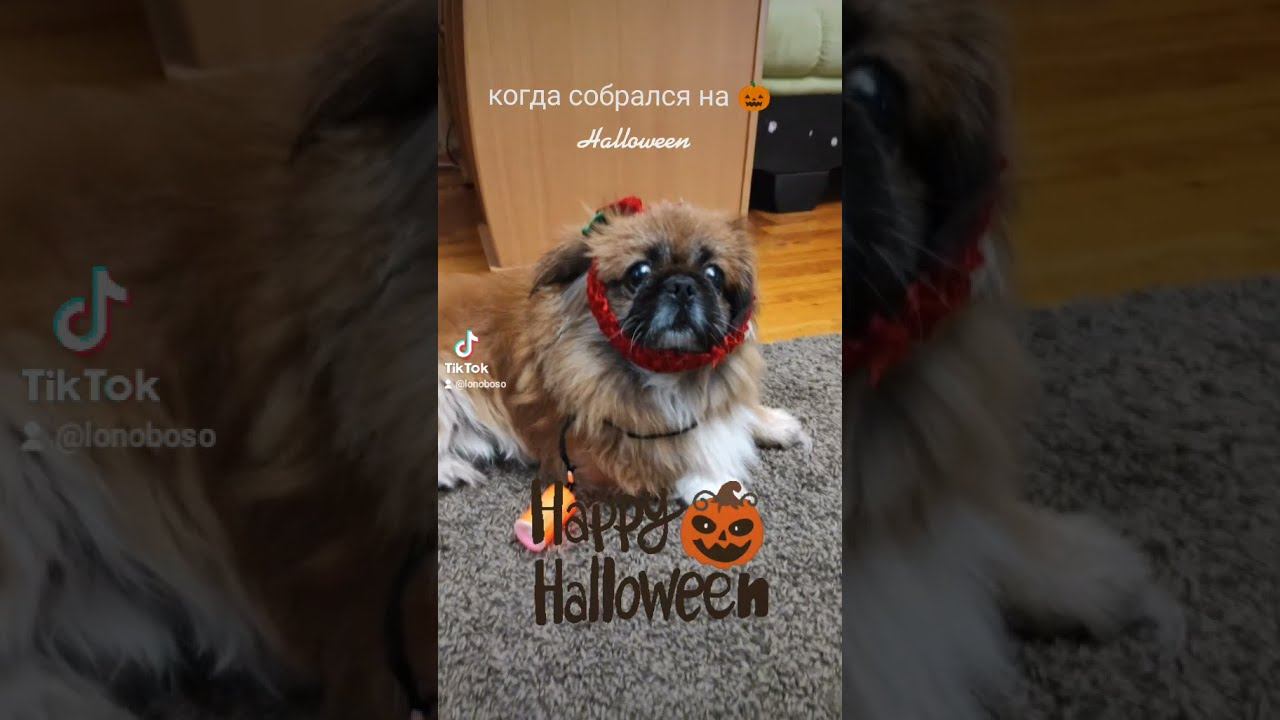 Оскар, хэллоуин, мальчик-красавчик