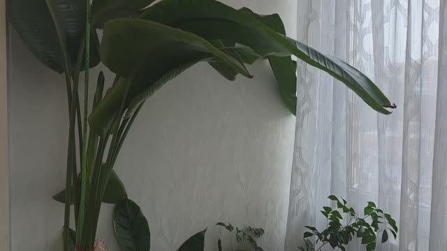 Как заставить цвести стрелицию дома?