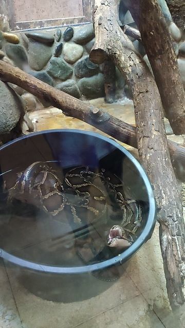 Завтрак у змеи 🐍