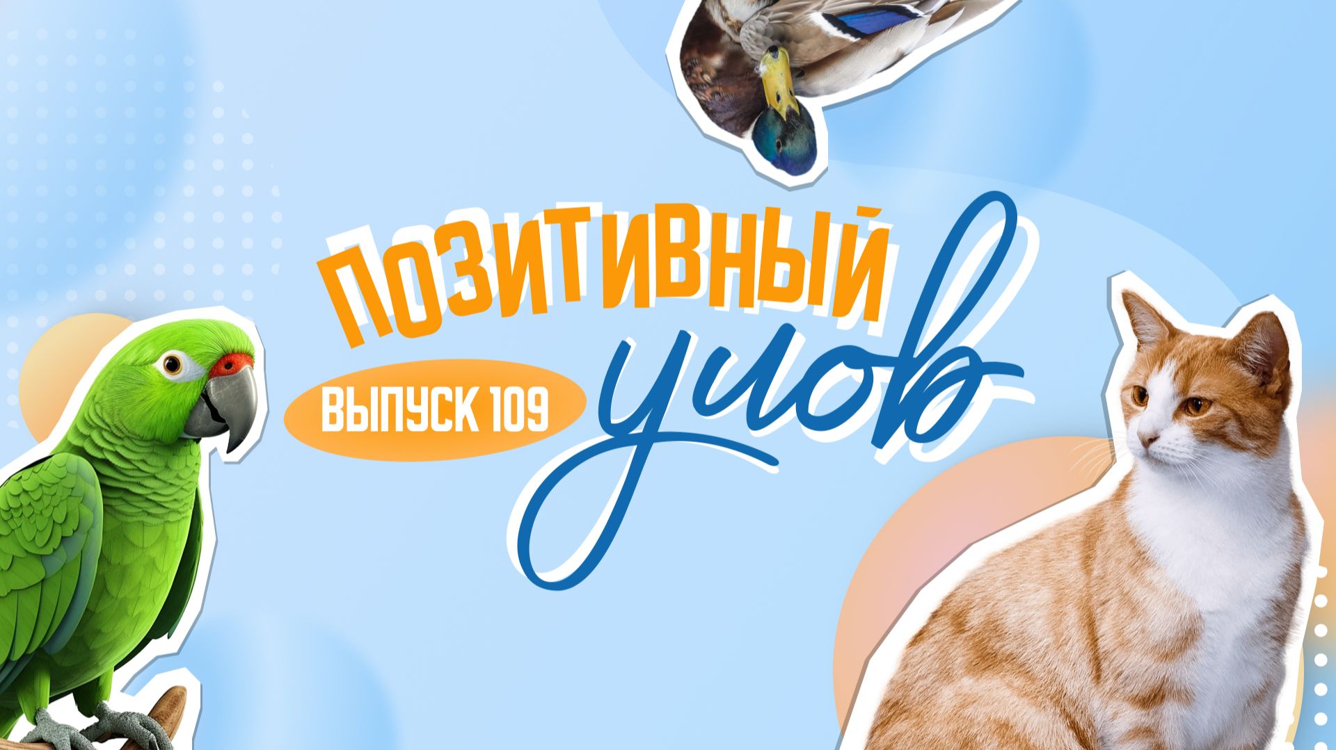 Танцующие попугаи и самый красивый кот в мире. "Позитивный улов"