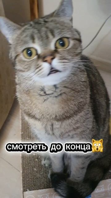 Будни котейки